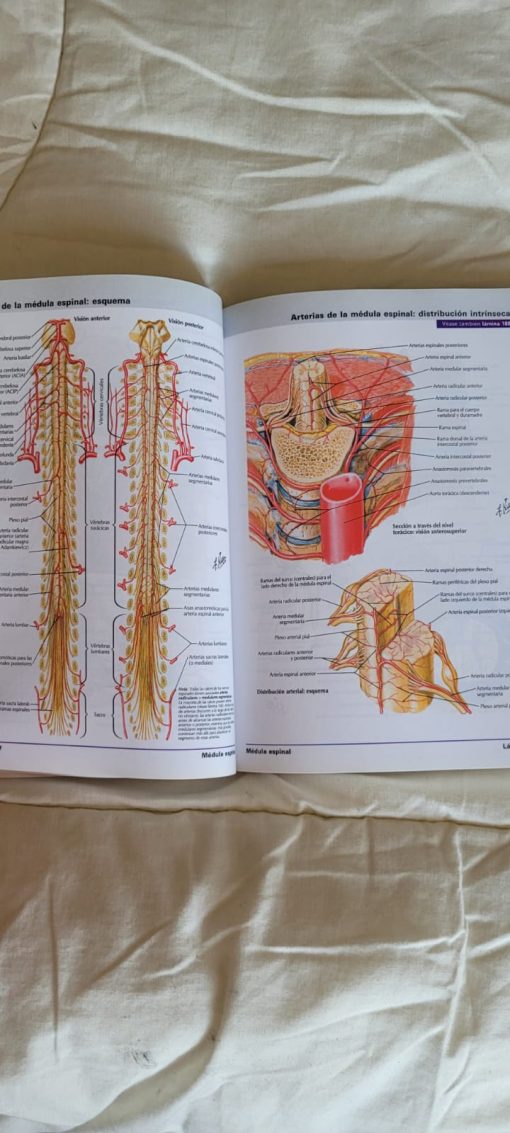 Libro Atlas de Anatomía Humana Netter - Vende y compra artículos de ...