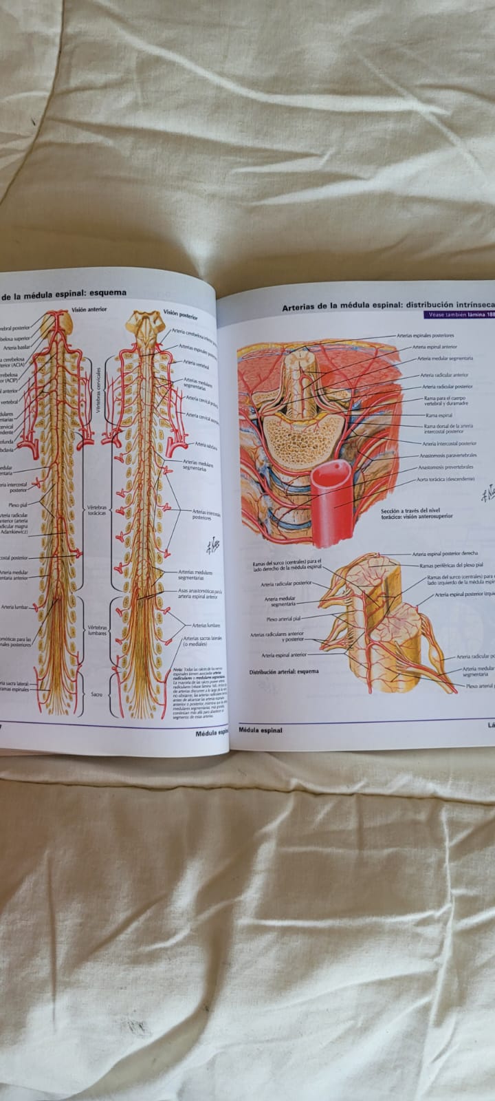 Libro Atlas de Anatomía Humana Netter - Vende y compra artículos de ...